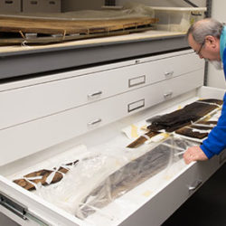 Museum Drawer Cabinets