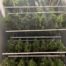 Cannabis Drying Racks